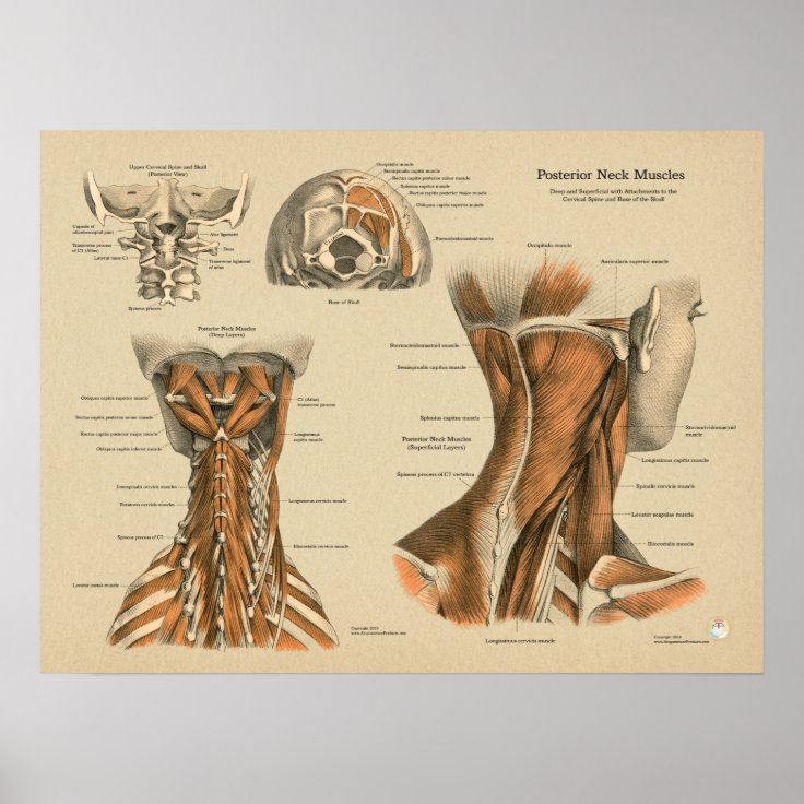 Neck Spine Muscles Chiropractic Massage Chart | Zazzle