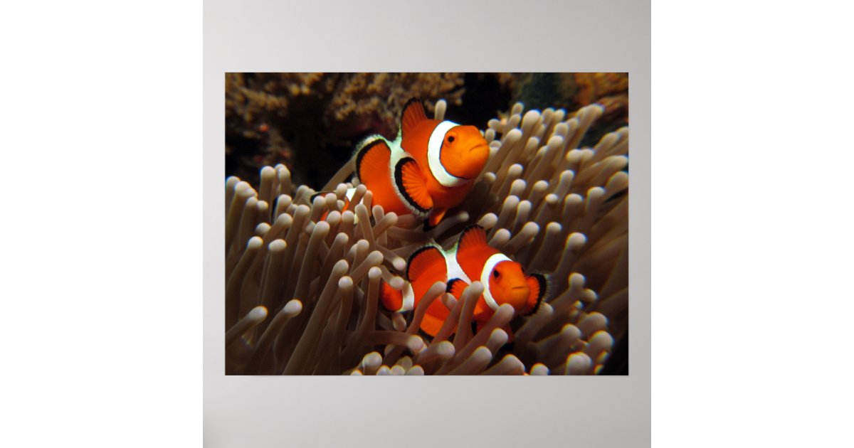 Nemo Clown Fish Print | Zazzle