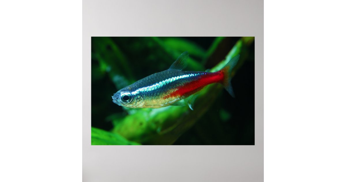 Neon Tetra Fish Paracheirodon Innesi Poster | Zazzle