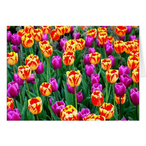 Neon Tulips Cards and Other Products | It's a Beautiful World!