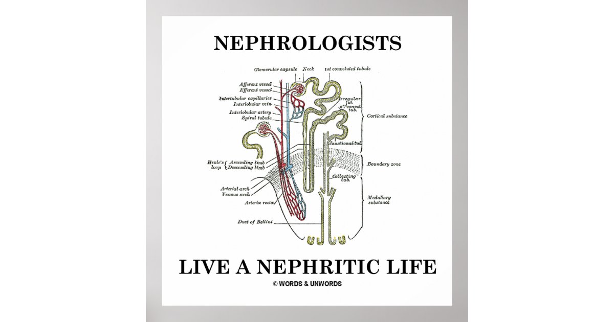 Nephrologists Live A Nephritic Life (Nephron) Poster | Zazzle