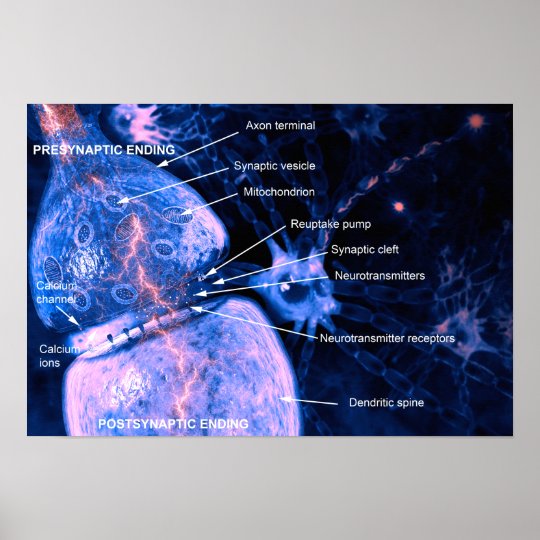 Nerve synapse poster | Zazzle.com