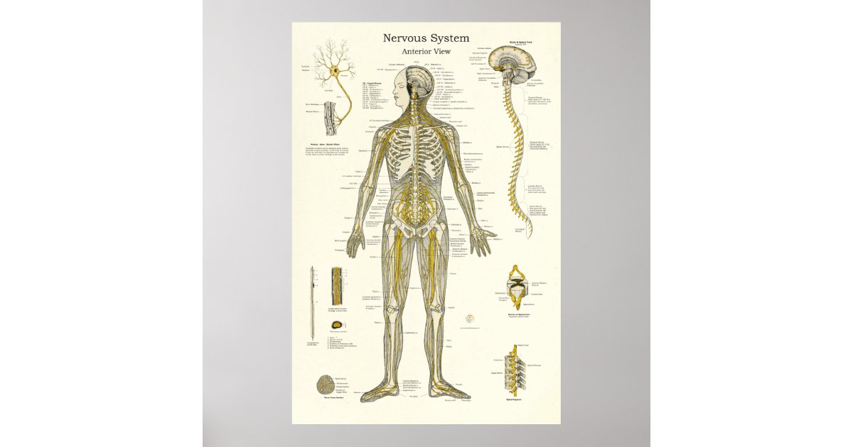 Nervous System Anatomy Poster | Zazzle