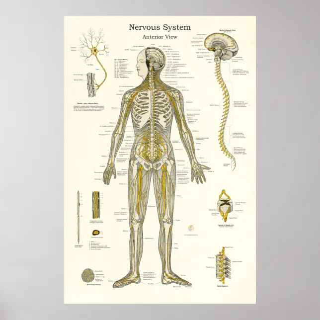 Nervous System Anatomy Poster | Zazzle