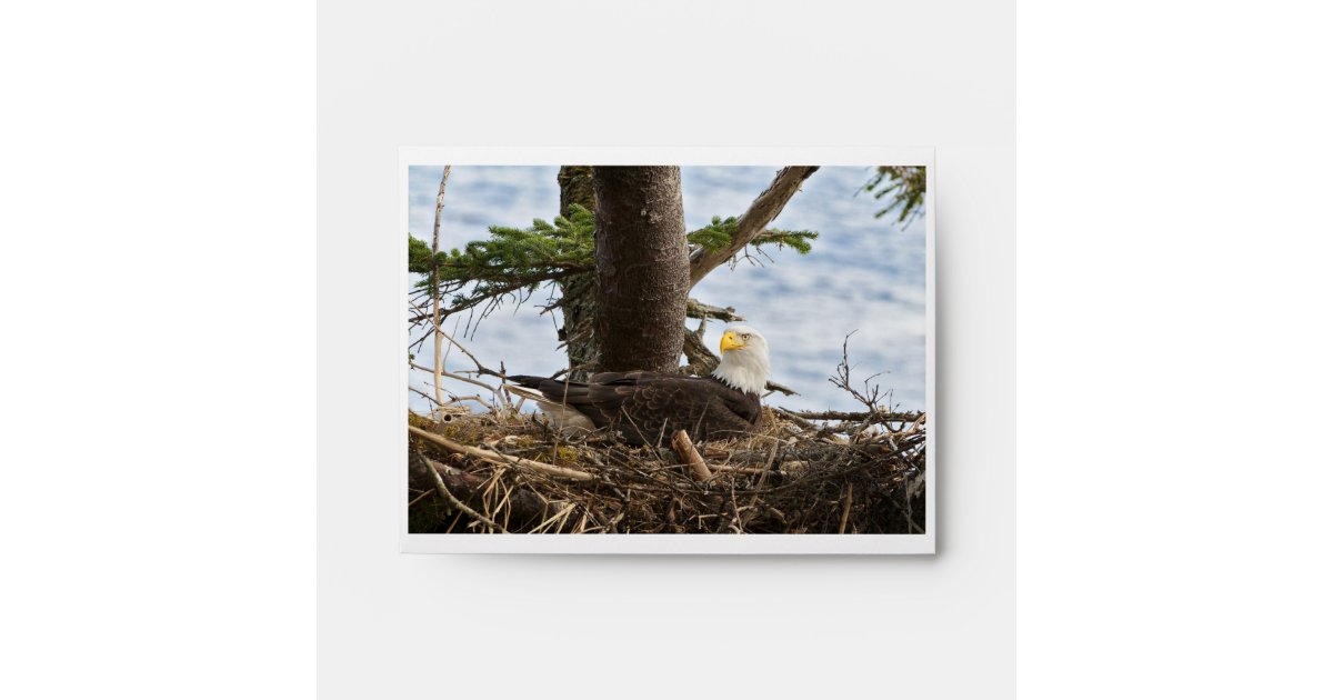 Nesting Bald Eagle Envelope | Zazzle