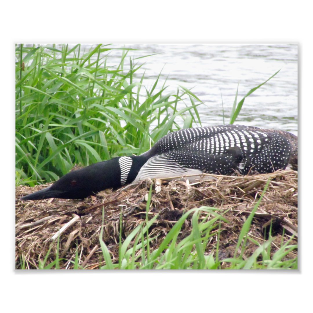 nesting loon photo print | Zazzle