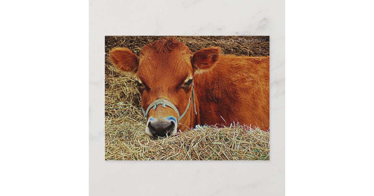 Nestled Cow Postcard | Zazzle