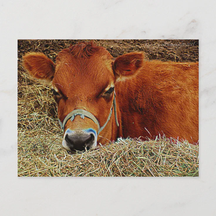 Nestled Cow Postcard | Zazzle
