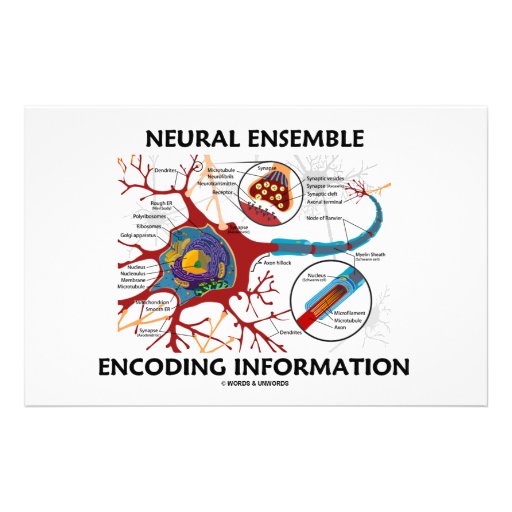 Neural Ensemble Encoding Information (Neuron) Stationery | Zazzle