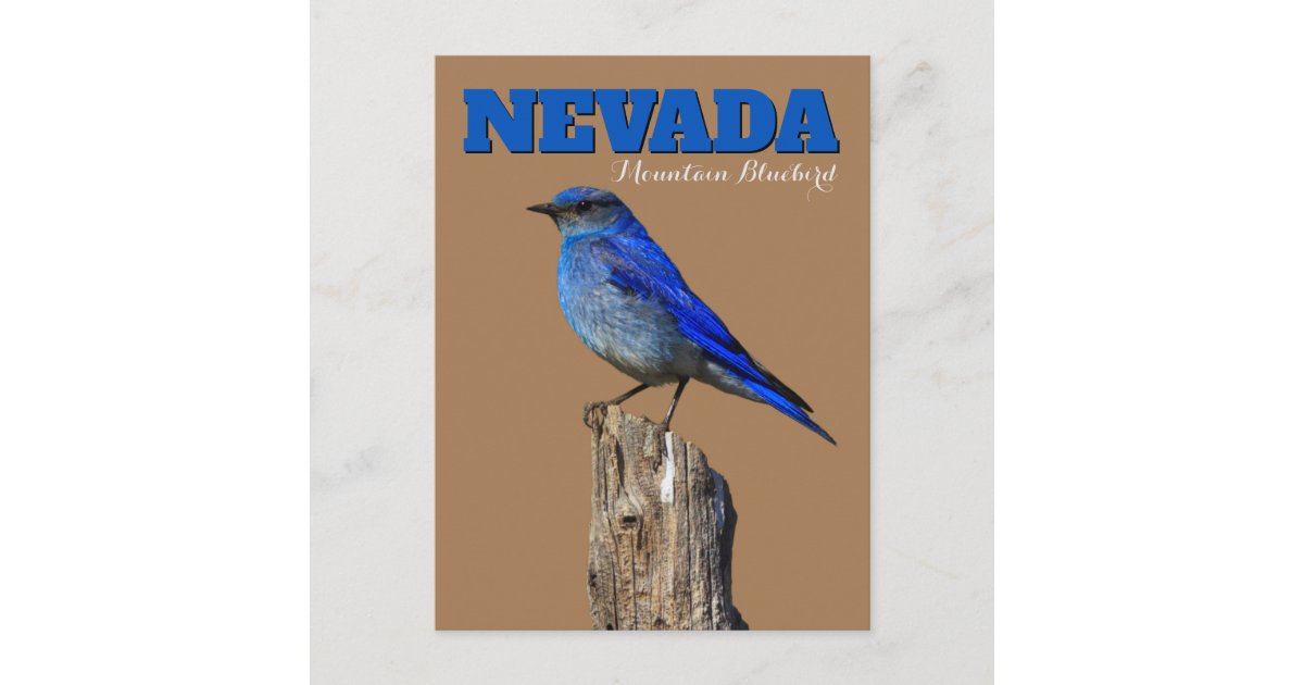 Nevada Bluebird Vertical Postcard | Zazzle