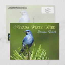 Nevada State Bird - Mountain Bluebird Postcard | Zazzle