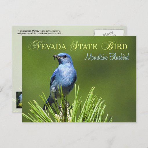 Nevada State Bird - Mountain Bluebird Postcard | Zazzle