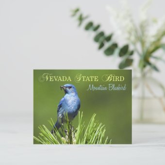 Nevada State Bird - Mountain Bluebird Postcard | Zazzle