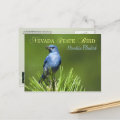 Nevada State Bird - Mountain Bluebird Postcard | Zazzle