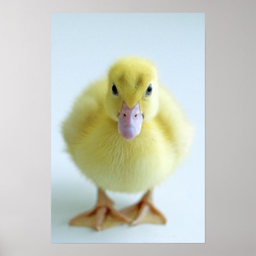 New Duckling Poster | Zazzle