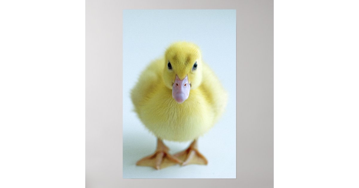 New Duckling Poster | Zazzle