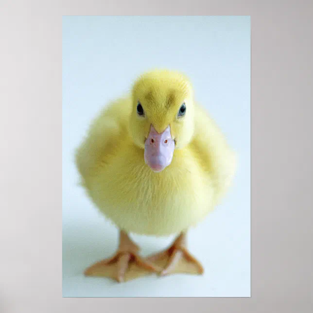 New Duckling Poster | Zazzle