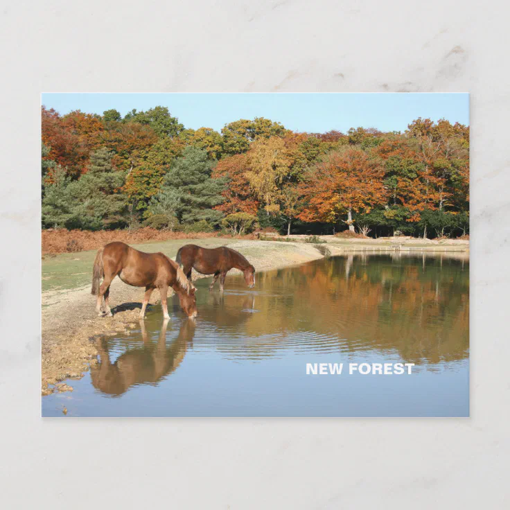 New Forest Postcard | Zazzle