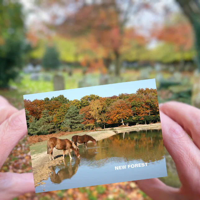 New Forest Postcard | Zazzle