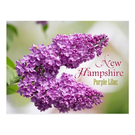 New Hampshire State Flower: Purple Lilac Postcard | Zazzle.com