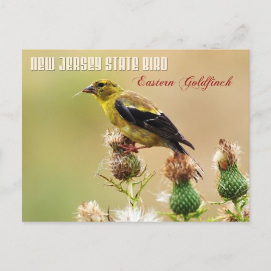 New Jersey State Bird - Eastern Goldfinch Postcard | Zazzle.com