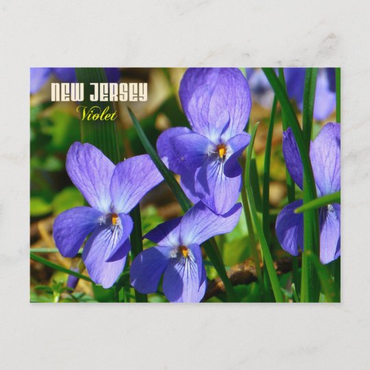 New Jersey State Flower: Violet Postcard | Zazzle.com