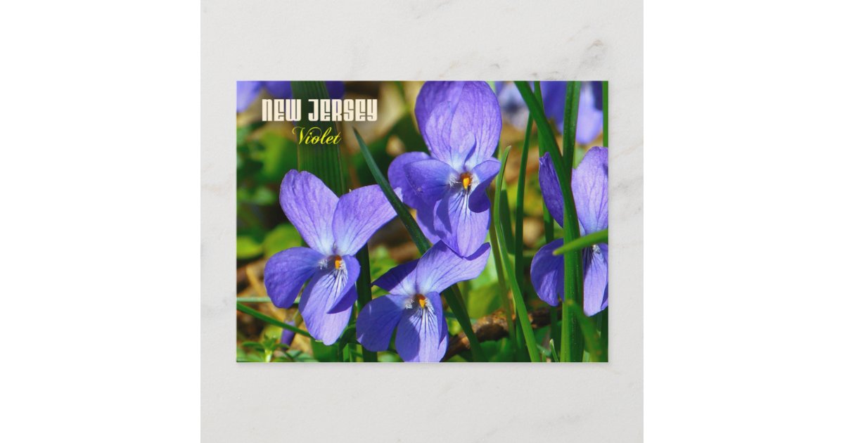 New Jersey State Flower: Violet Postcard | Zazzle