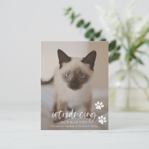 New Kitten or Cat Announcement Card | Zazzle
