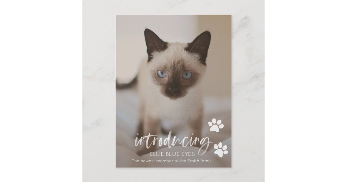 New Kitten or Cat Announcement Card | Zazzle