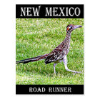 New Mexico State Bird: Roadrunner Postcard | Zazzle.com