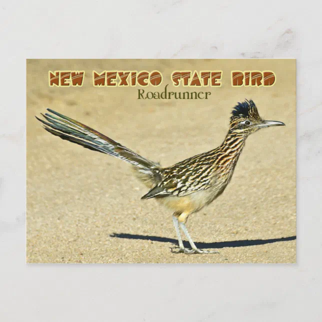 New Mexico State Bird: Roadrunner Postcard | Zazzle