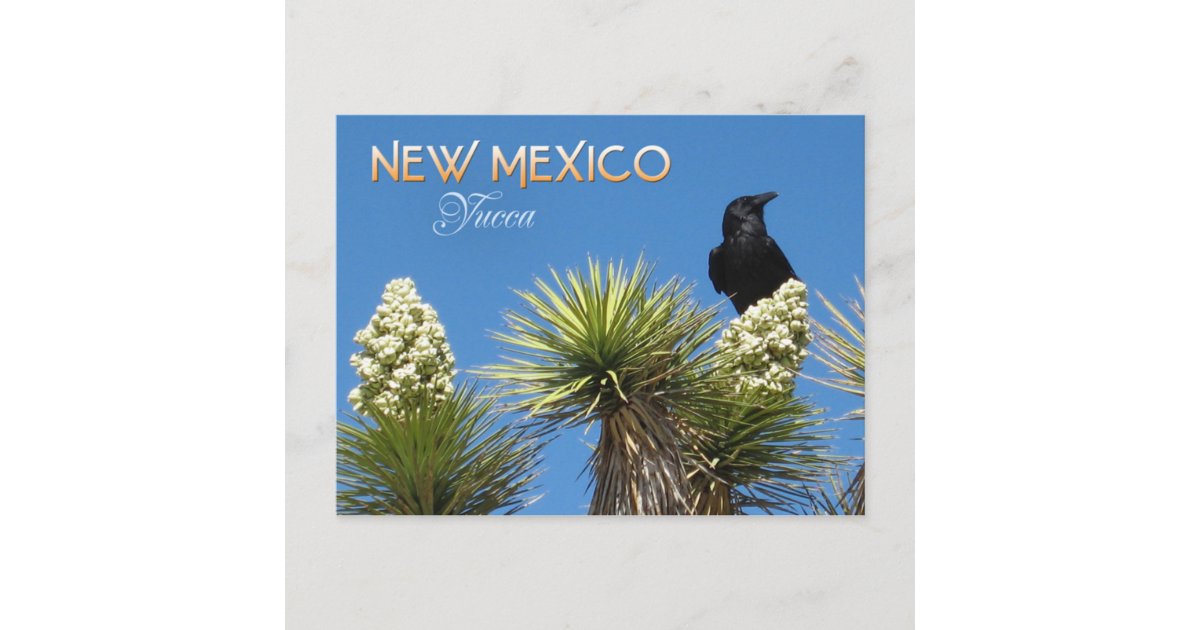 New Mexico State Flower: Yucca Flower Postcard | Zazzle