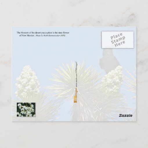 New Mexico State Flower: Yucca Flower Postcard | Zazzle