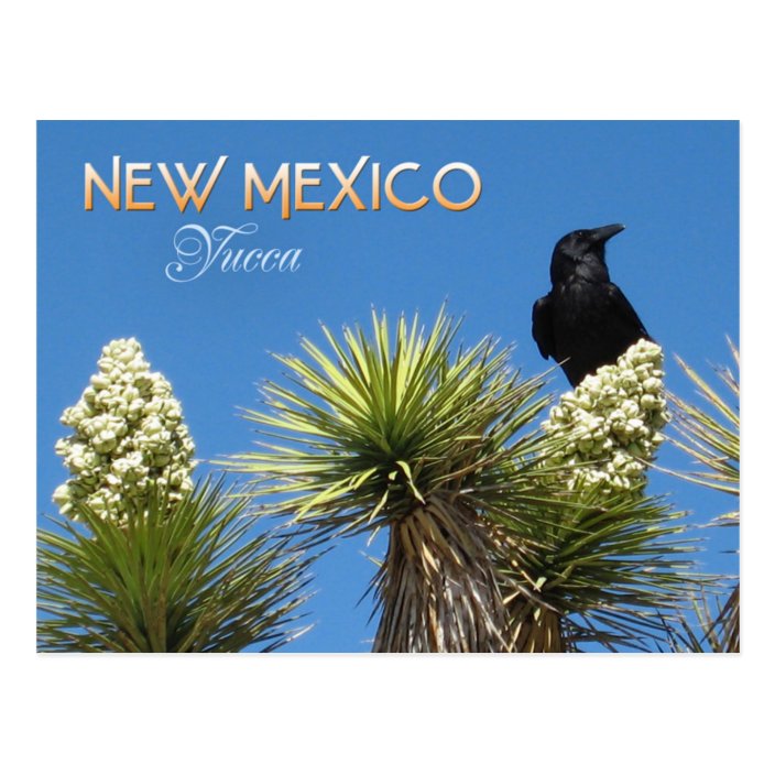 New Mexico State Flower: Yucca Flower Postcard | Zazzle.com