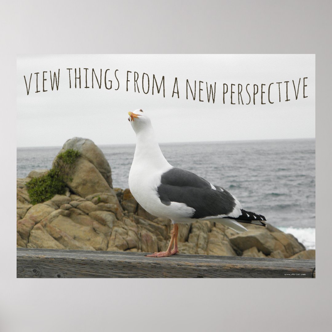 New Perspective Seagull Poster | Zazzle