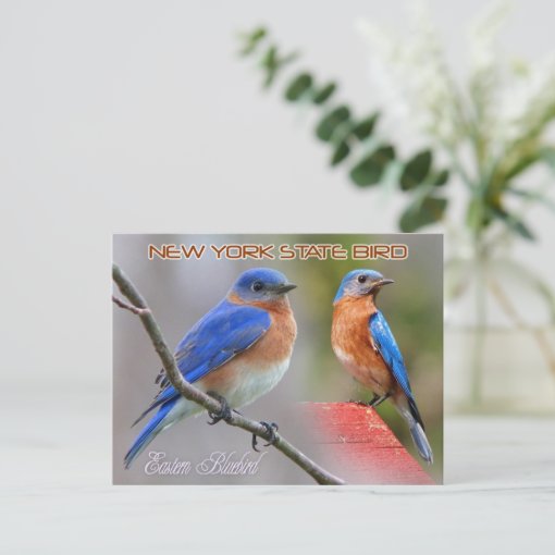 New York State Bird - Eastern Bluebird Postcard | Zazzle