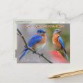 New York State Bird - Eastern Bluebird Postcard | Zazzle