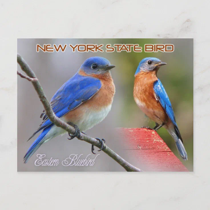 New York State Bird - Eastern Bluebird Postcard | Zazzle