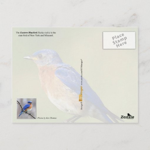 New York State Bird - Eastern Bluebird Postcard | Zazzle