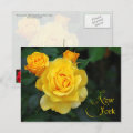New York State Flower: Rose Postcard | Zazzle