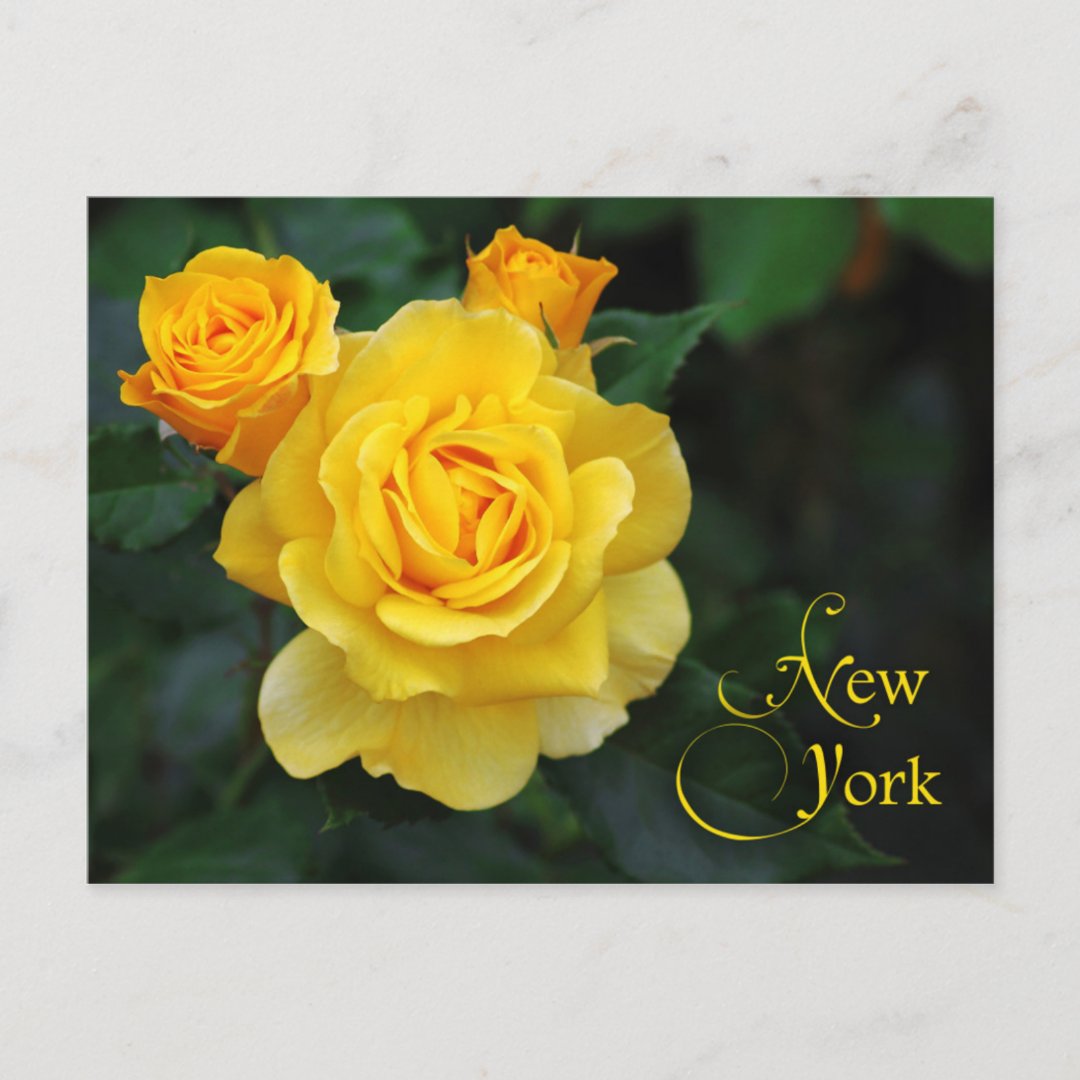 New York State Flower: Rose Postcard | Zazzle