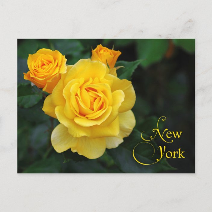 New York State Flower: Rose Postcard | Zazzle
