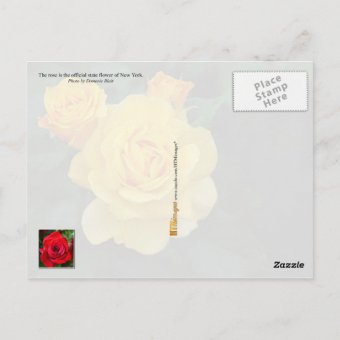 New York State Flower: Rose Postcard | Zazzle