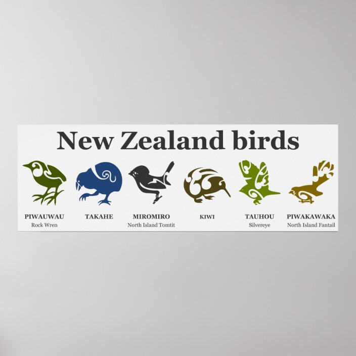 New Zealand birds poster | Zazzle.com
