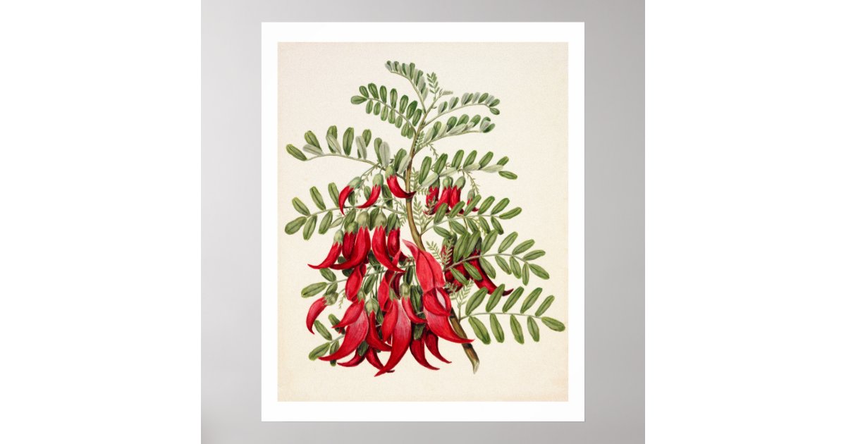 New Zealand Clianthus Puniceus Red Kowhai Flower Poster | Zazzle