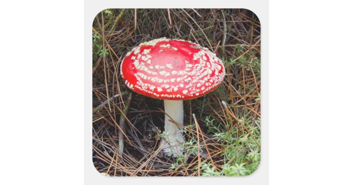 New Zealand, Rotorua, Taupo Volcanic Zone Square Sticker | Zazzle