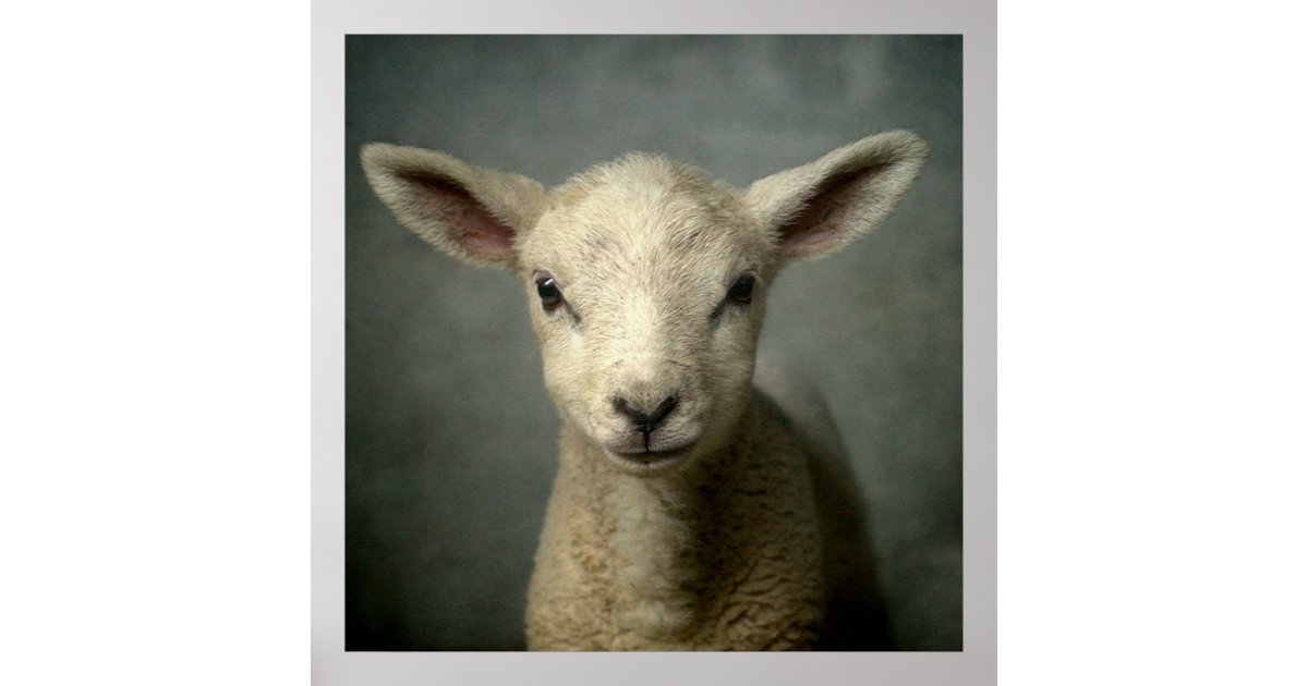 Newborn Lamb Poster | Zazzle