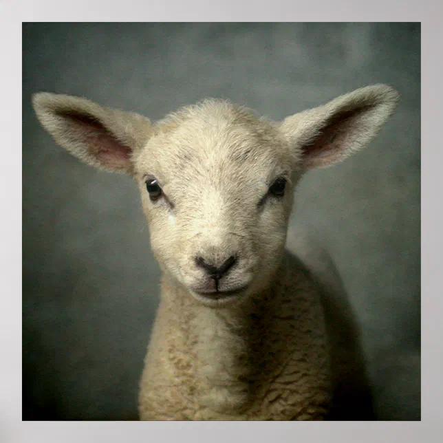Newborn Lamb Poster | Zazzle