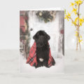 Newfoundland Christmas Card | Zazzle