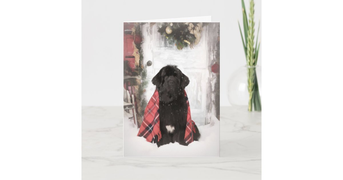 Newfoundland Christmas Card | Zazzle